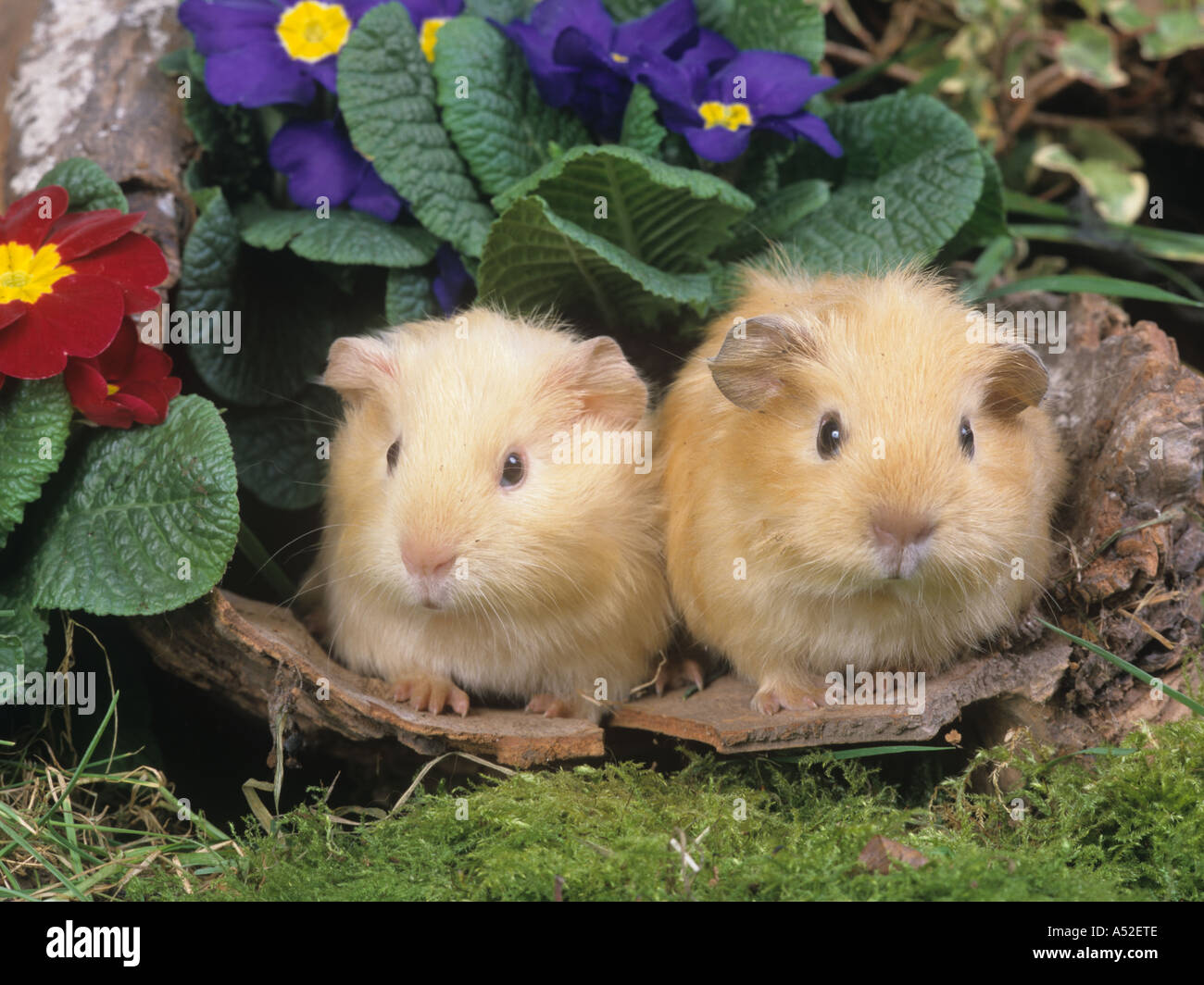 Pair of guinea pigs hi-res stock photography and images - Alamy