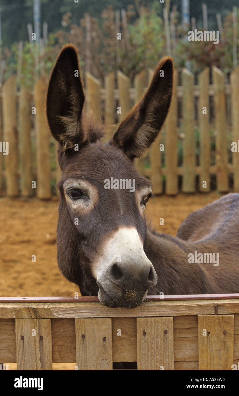 Adult Donkey Looking over Fence On Smallholding Stock Photo - Alamy