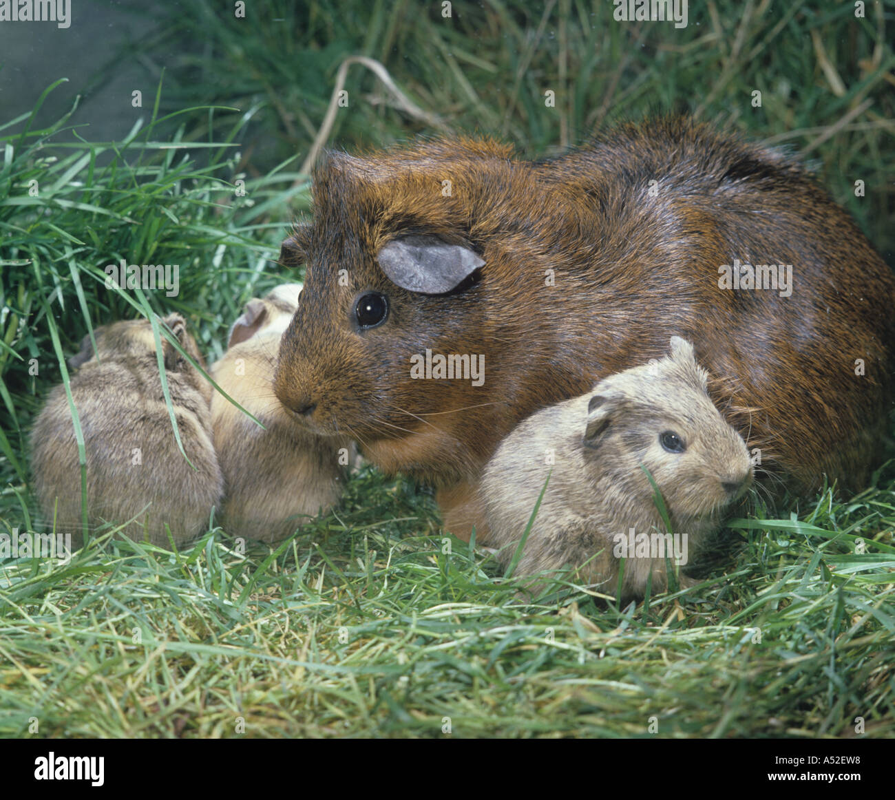 Free range Guinea Pig family on grass with daises Stock Photo - Alamy