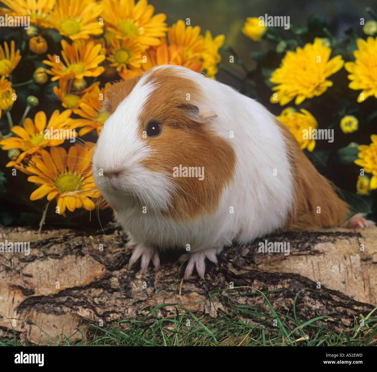 Dutch variety hi-res stock photography and images - Alamy