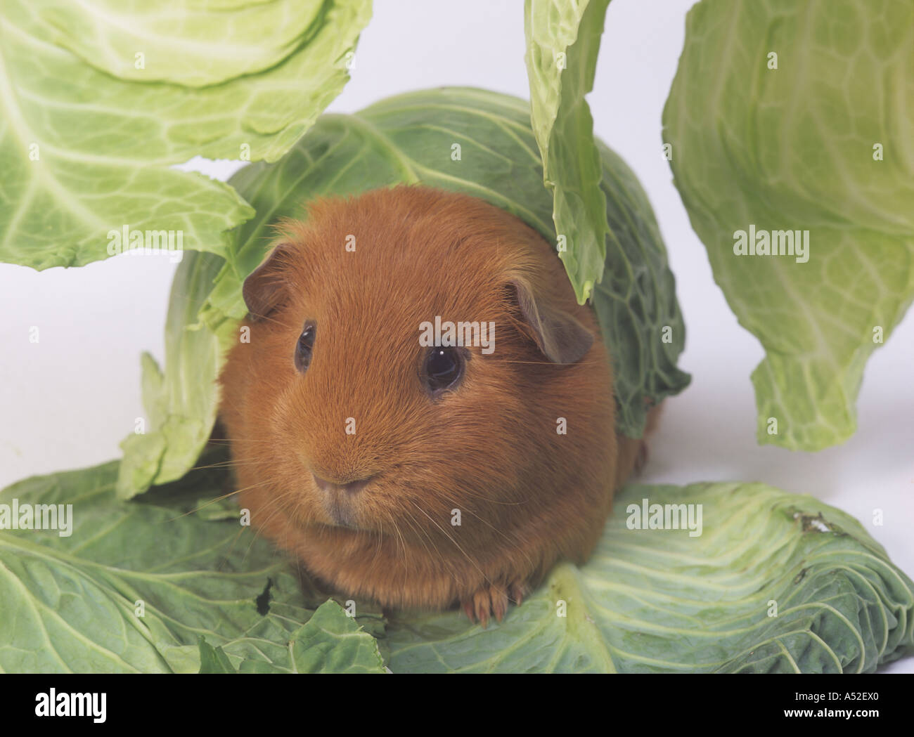 A single Pet Guinea Pig in cabbage Stock Photo - Alamy