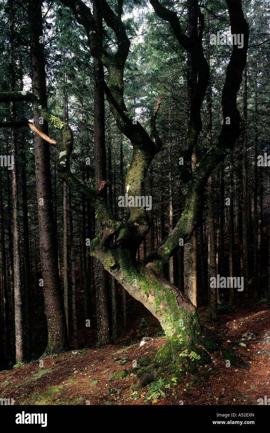 Tree with contorted branches in front of straight rising trees Stock ...