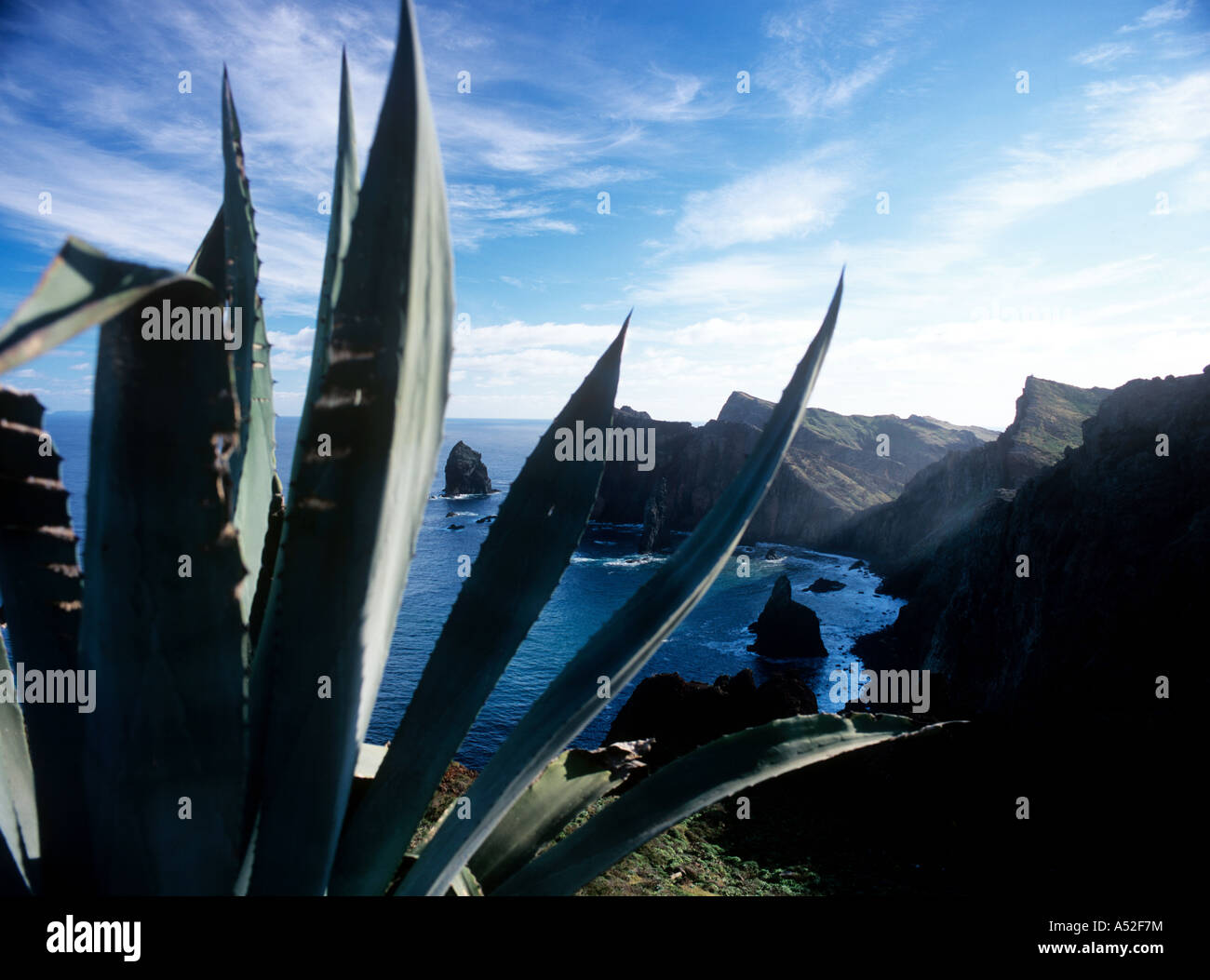 Cliffs Madeira portugal with agave Stock Photo - Alamy