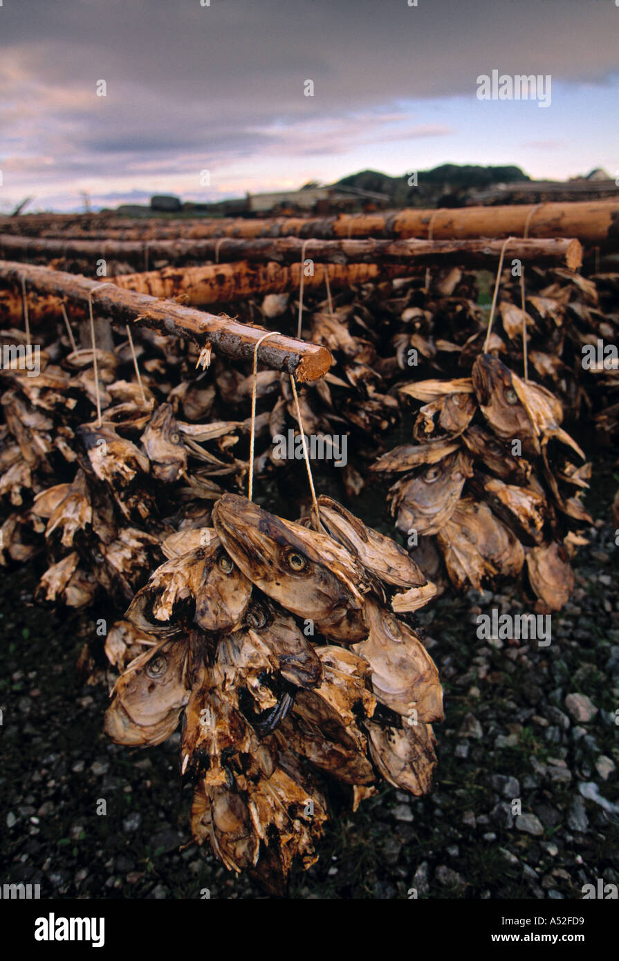Drying Cod, Henningsvaer, Lofoten Islands, Norway Stock Photo - Alamy