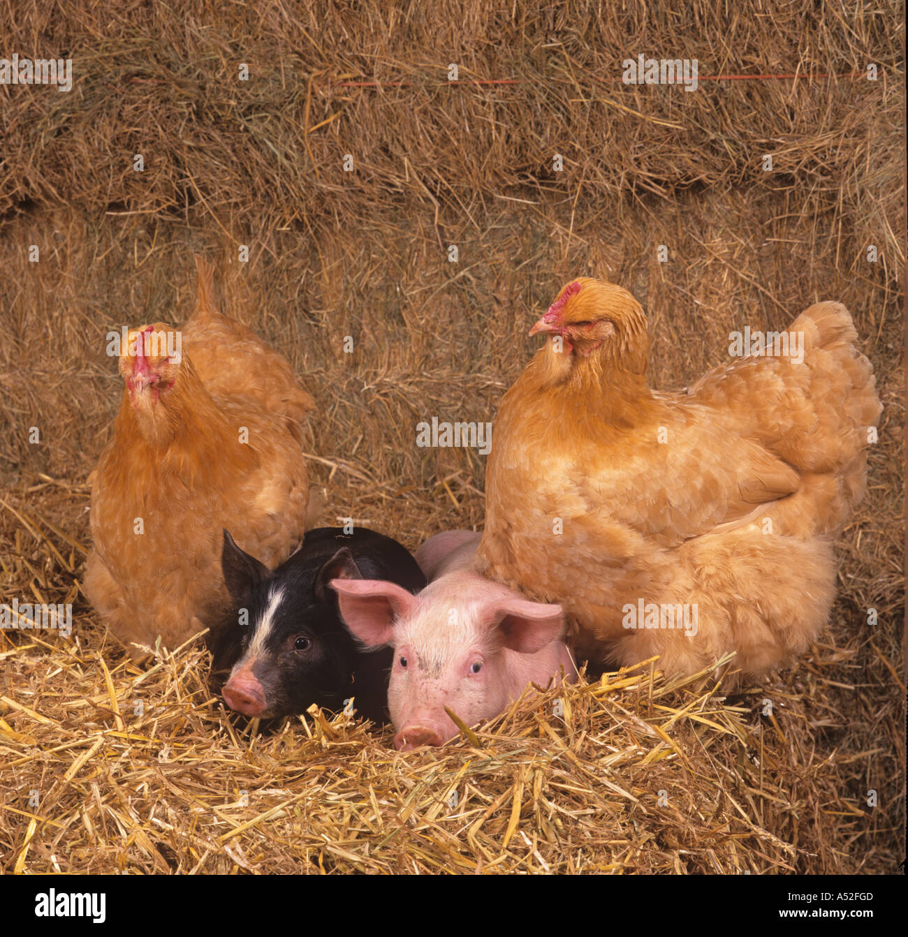 Pretty farmyard hi-res stock photography and images - Alamy