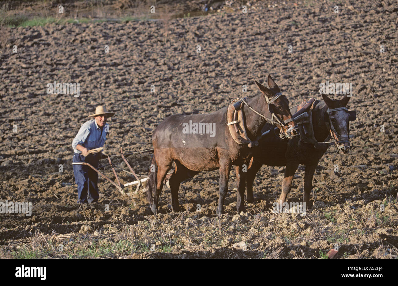 Plow with mules hi-res stock photography and images - Alamy