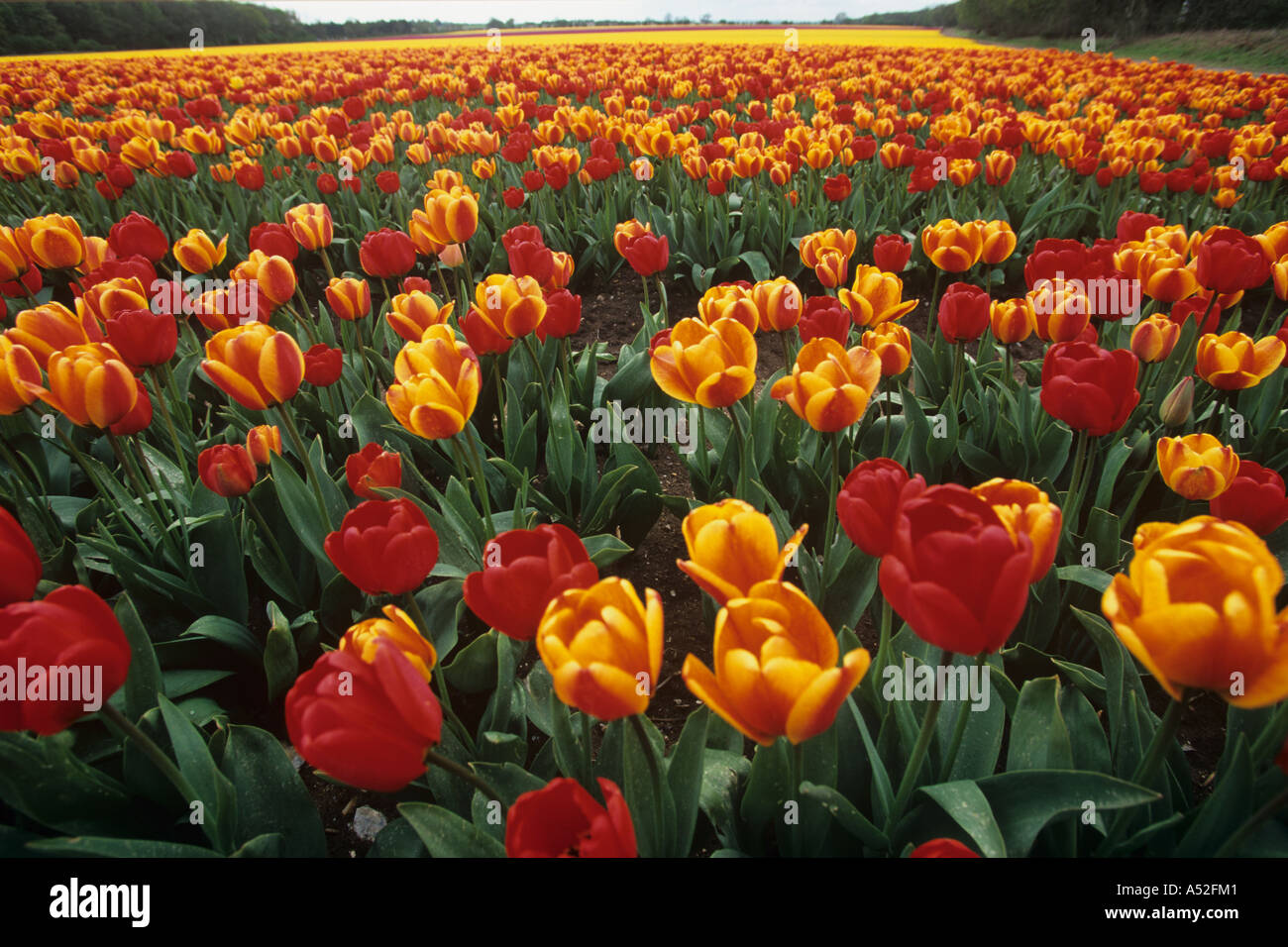 Tulip bulb production hi-res stock photography and images - Alamy