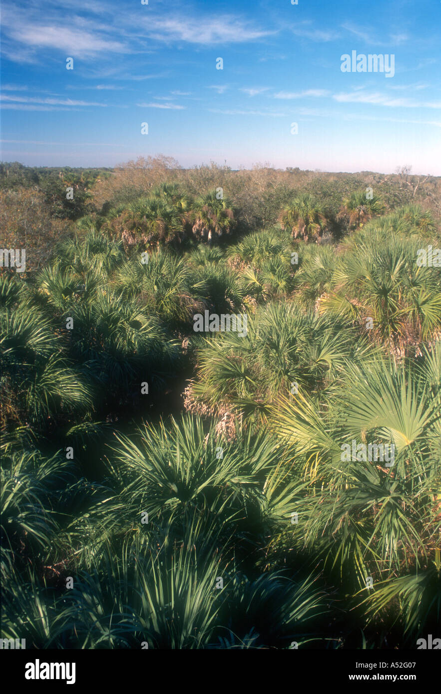 Myakka River State Park palm tree landscape seen from canopy boardwalk ...
