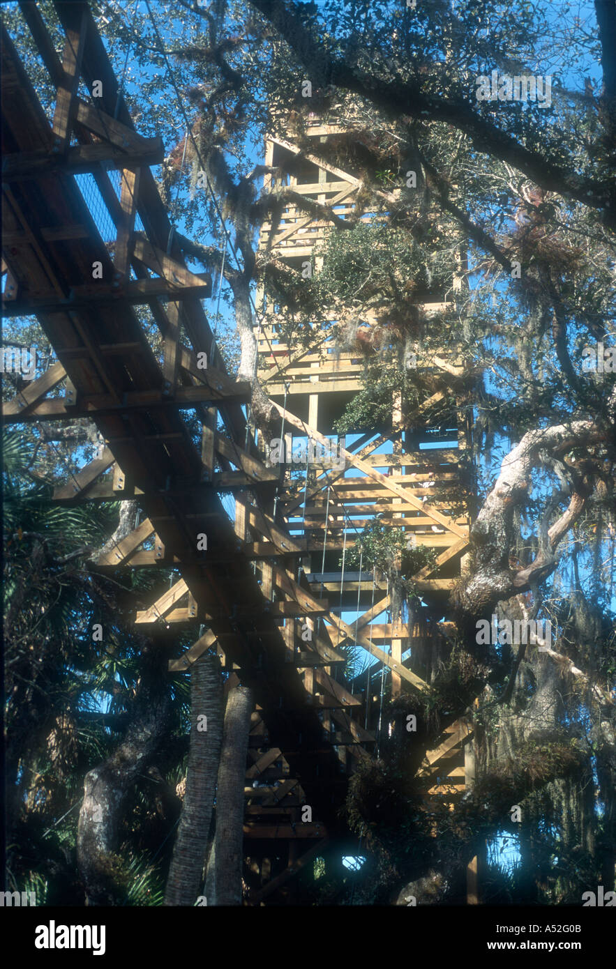 Myakka River State Park canopy boardwalk Sarasota County Florida tree ...
