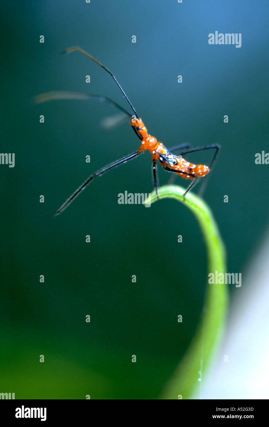 assassin bug family Reduviidae insects bugs Stock Photo - Alamy