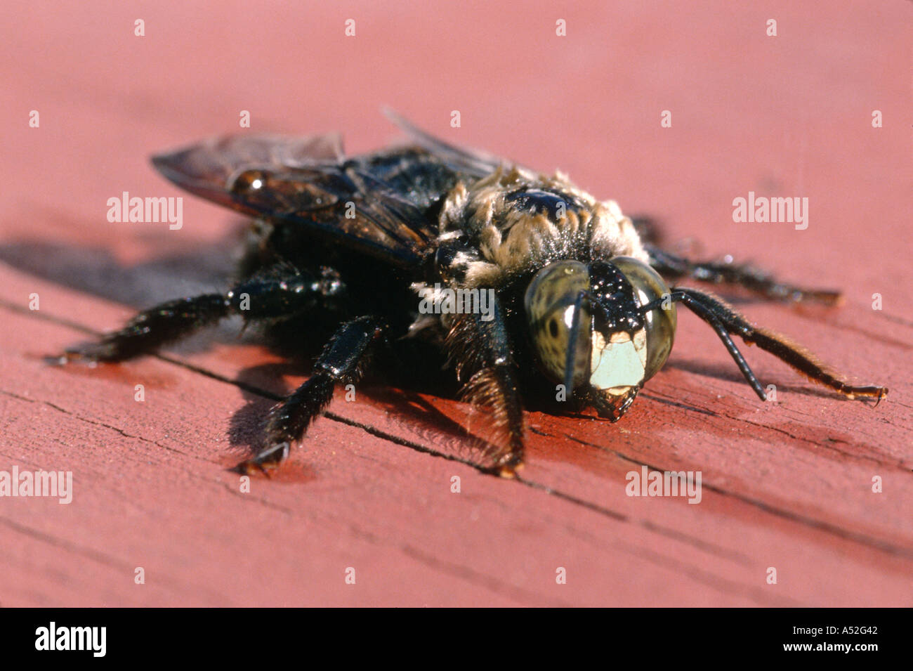 bee insect bugs wet Stock Photo - Alamy