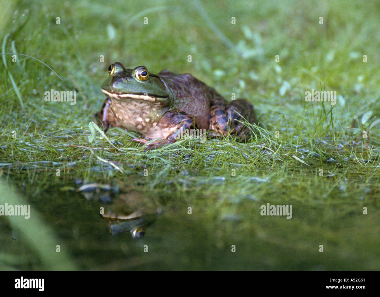 bullfrog Rana catesbeiana frogs amphibians Stock Photo - Alamy