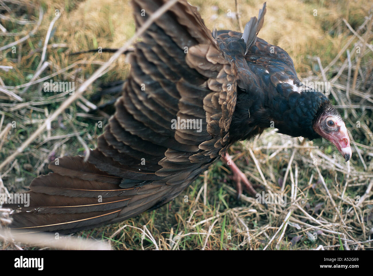 turkey vulture Cathartes aura bird with broken wing wildlife animal in ...