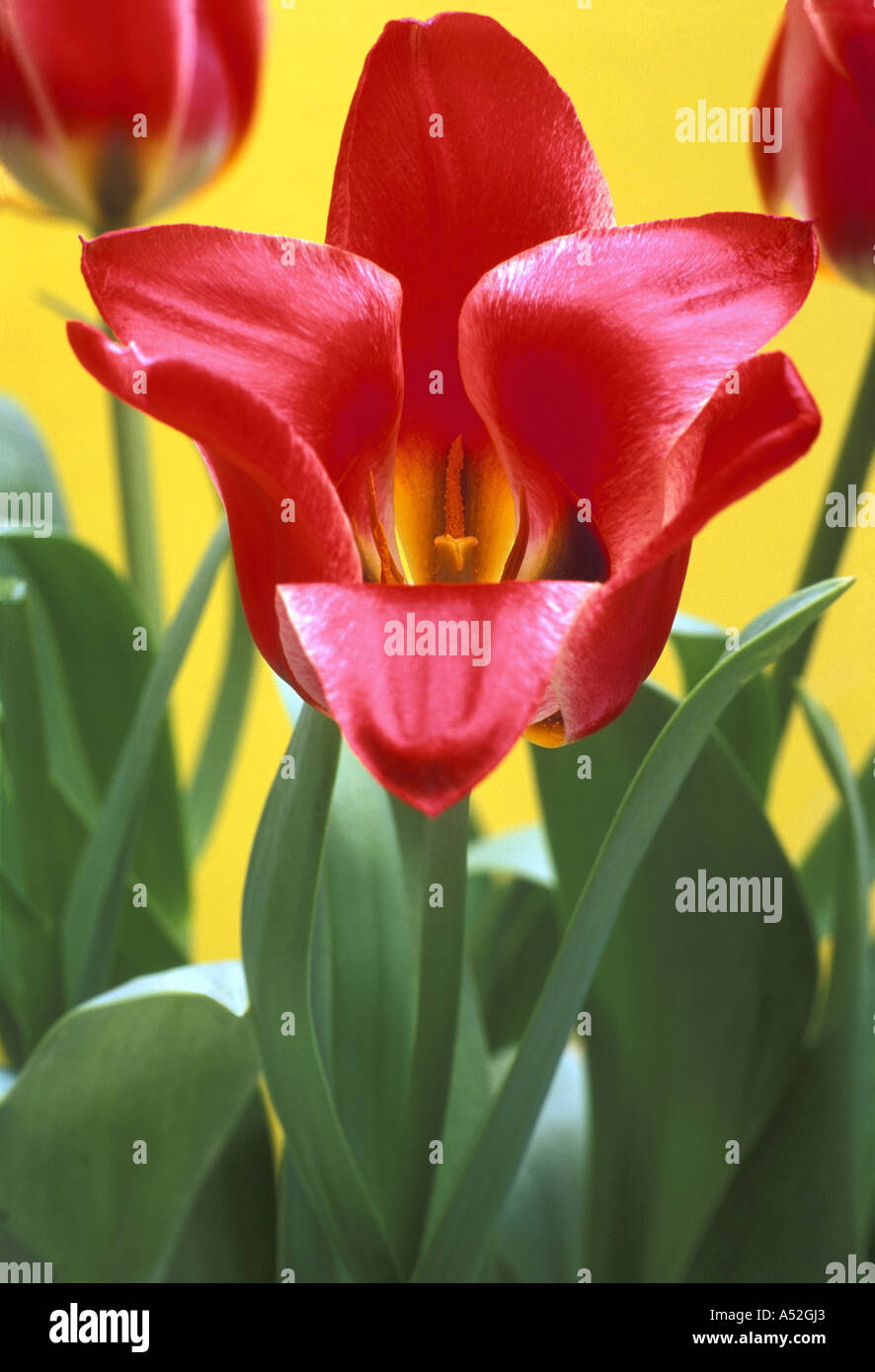 Horticiculture hi-res stock photography and images - Alamy