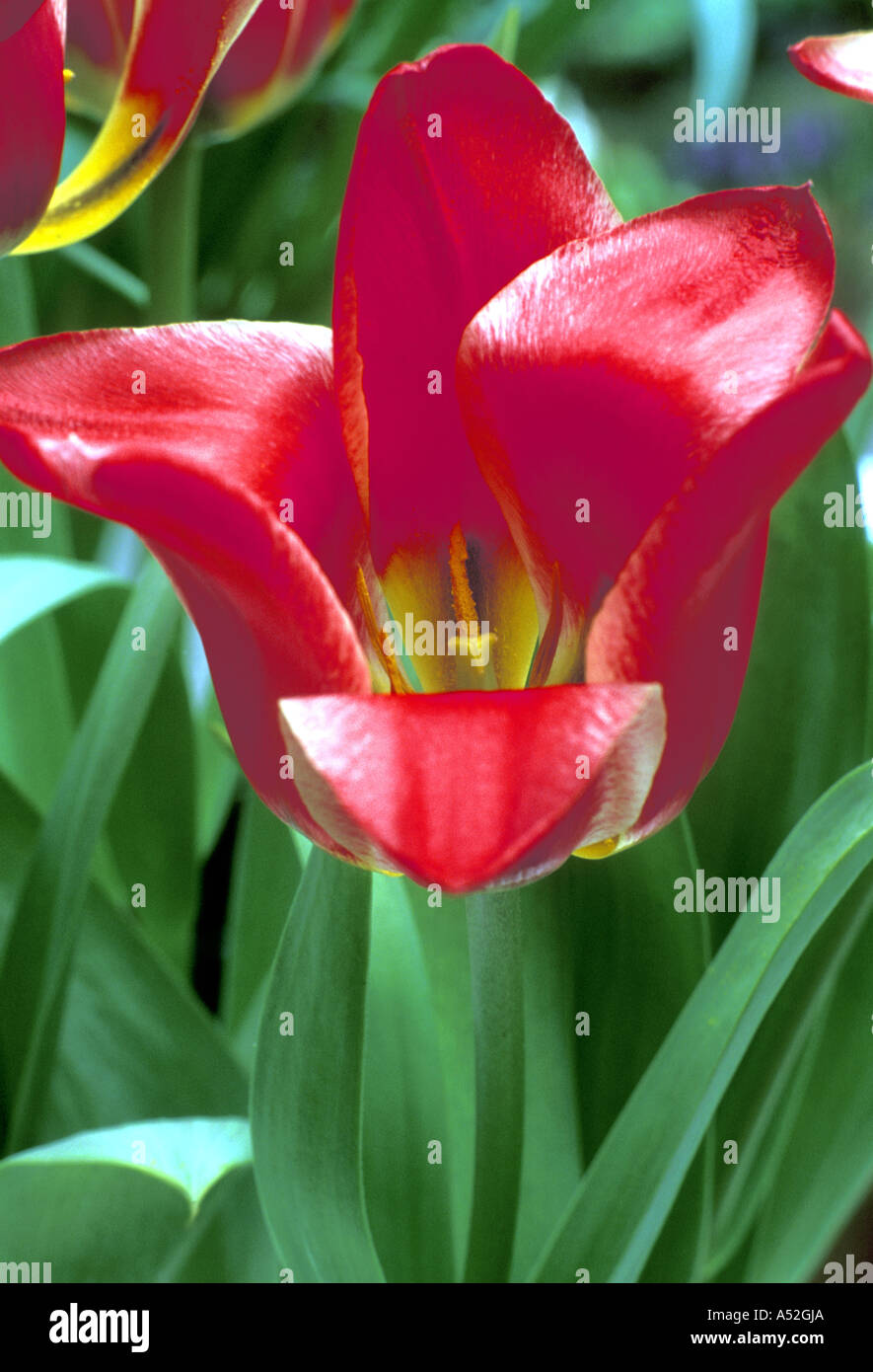 Red riding hood flower hi-res stock photography and images - Alamy