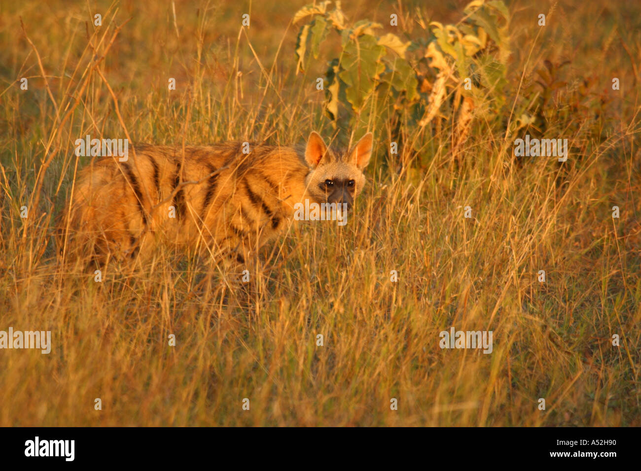 Aardwolf termite hi-res stock photography and images - Alamy