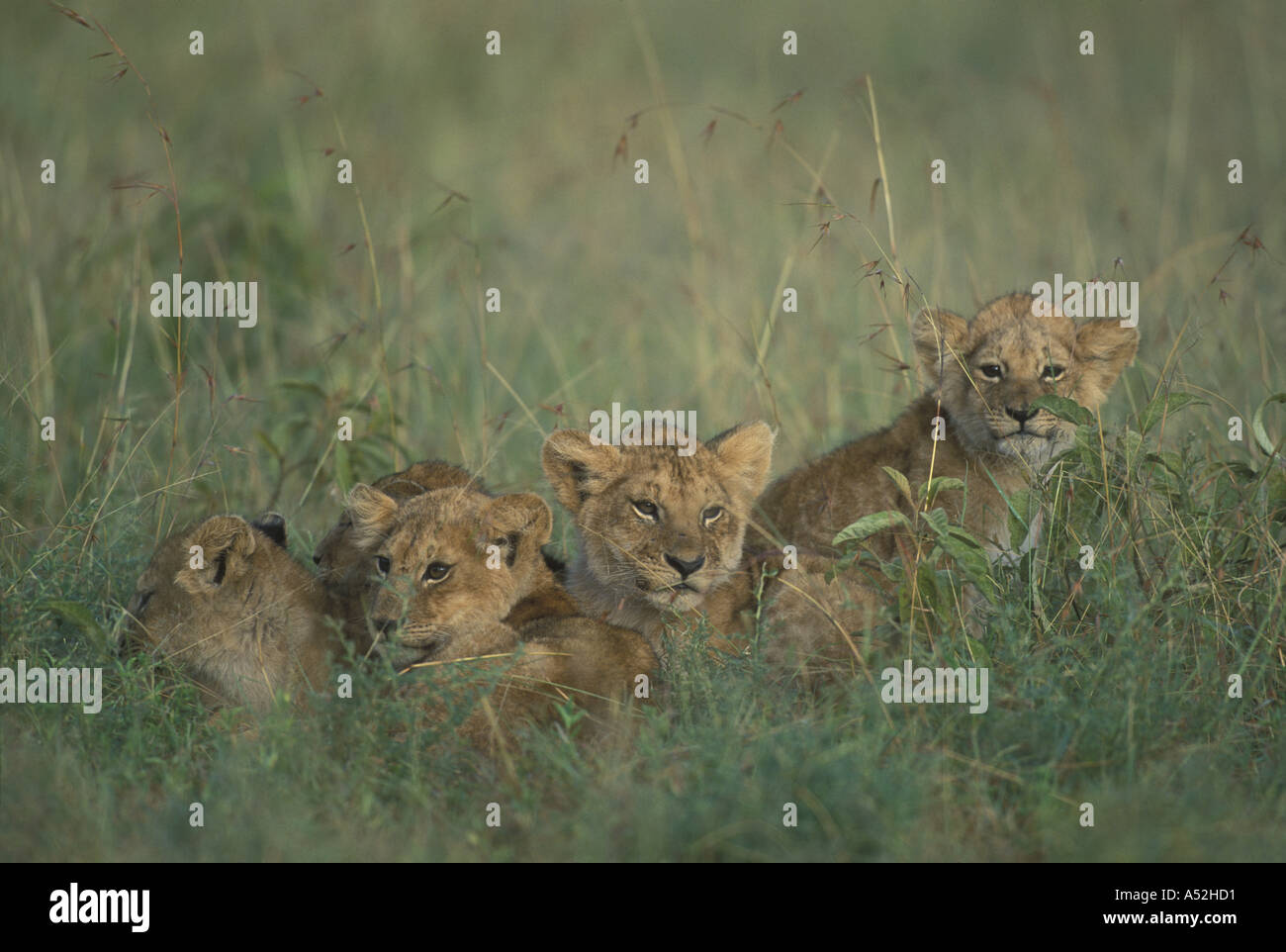 Kenya Masai Mara Game Reserve Lion cubs Panthera leo hide in tall ...