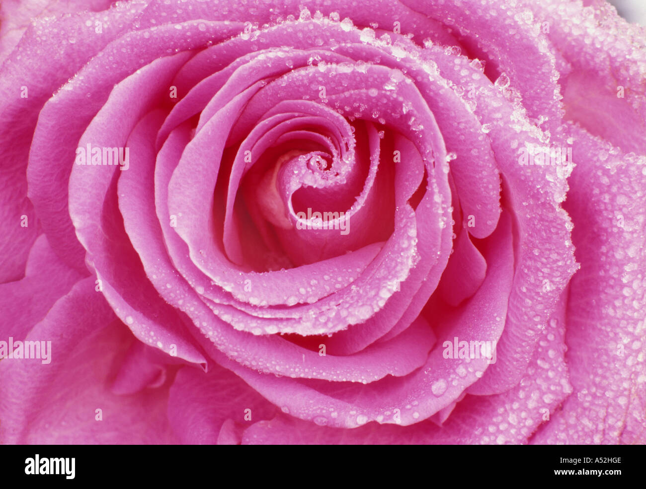 Rosa aqua hi-res stock photography and images - Alamy