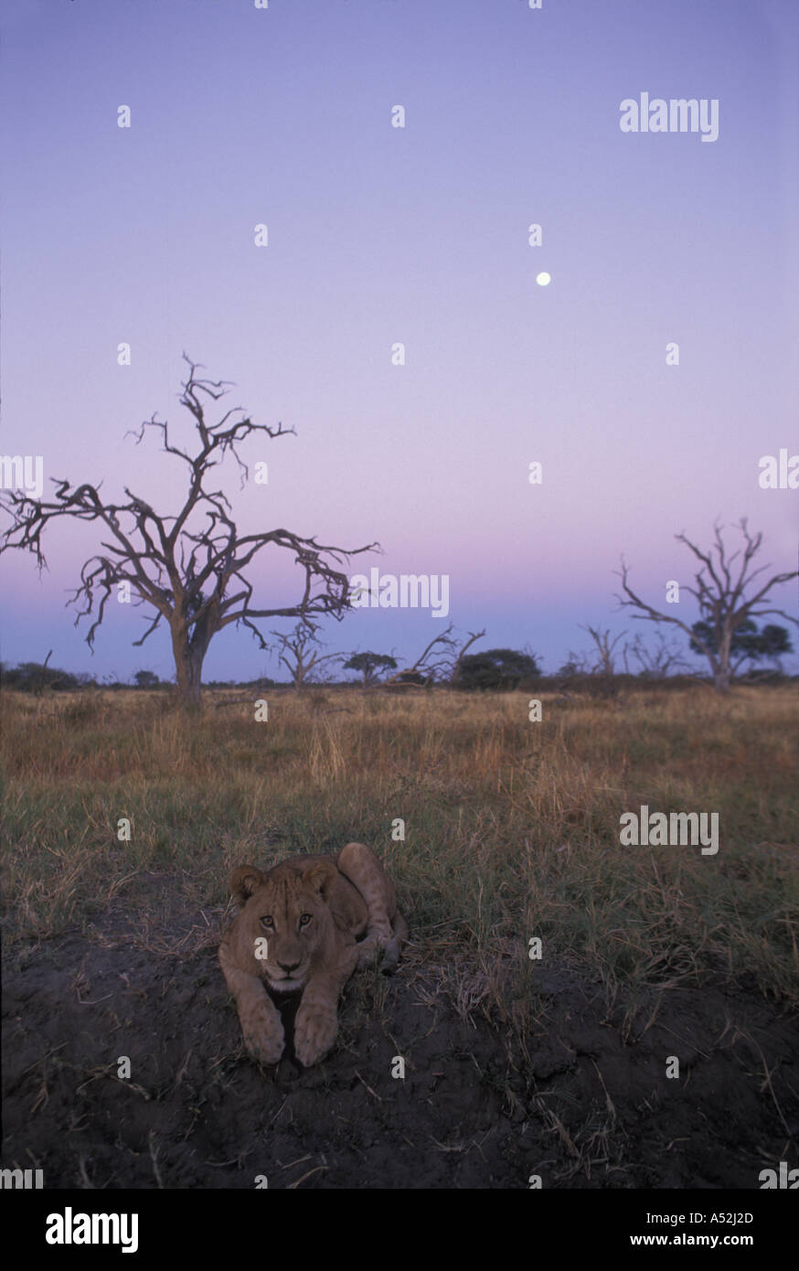 Gnarled trees in front tall hi-res stock photography and images - Alamy
