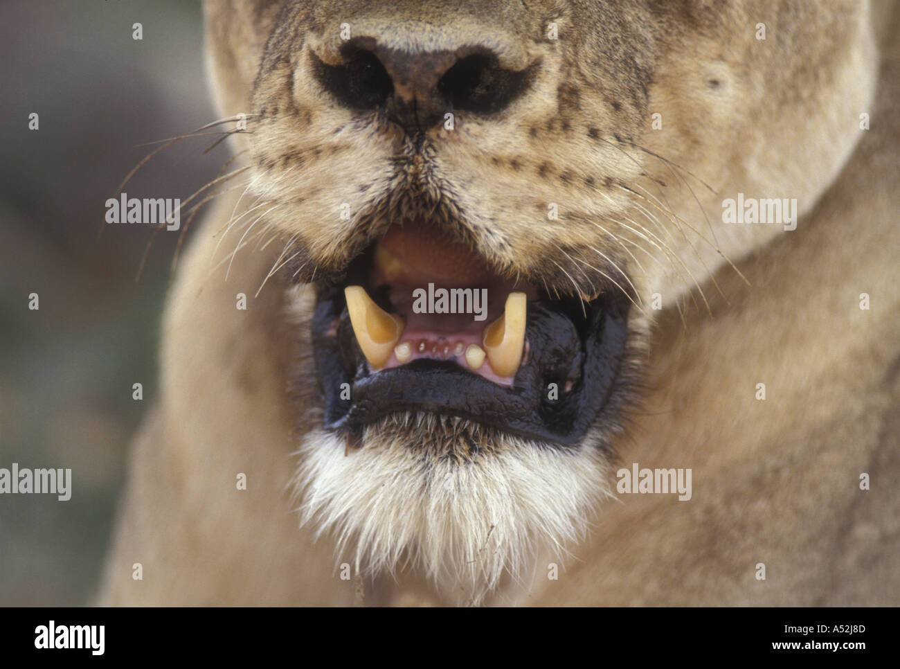 Lion lower teeth hi-res stock photography and images - Alamy