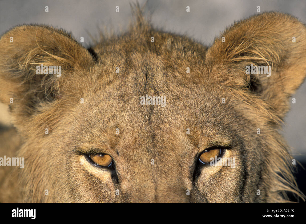 Tight portrait male lion eyes hi-res stock photography and images - Alamy