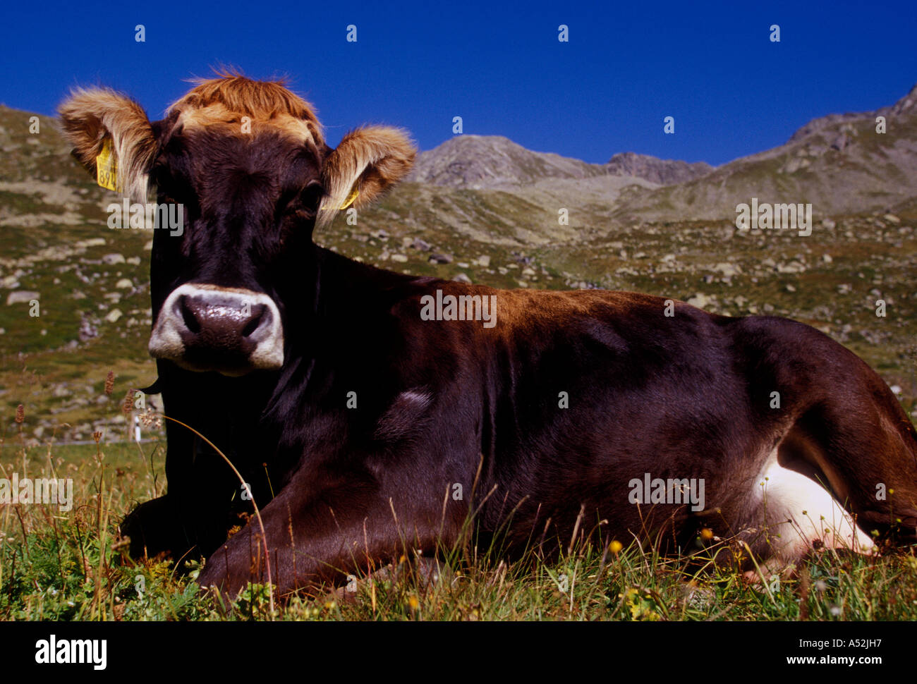 Swiss cow, Swiss cows, cow, cow resting in pasture, Fluela Pass, Upper ...