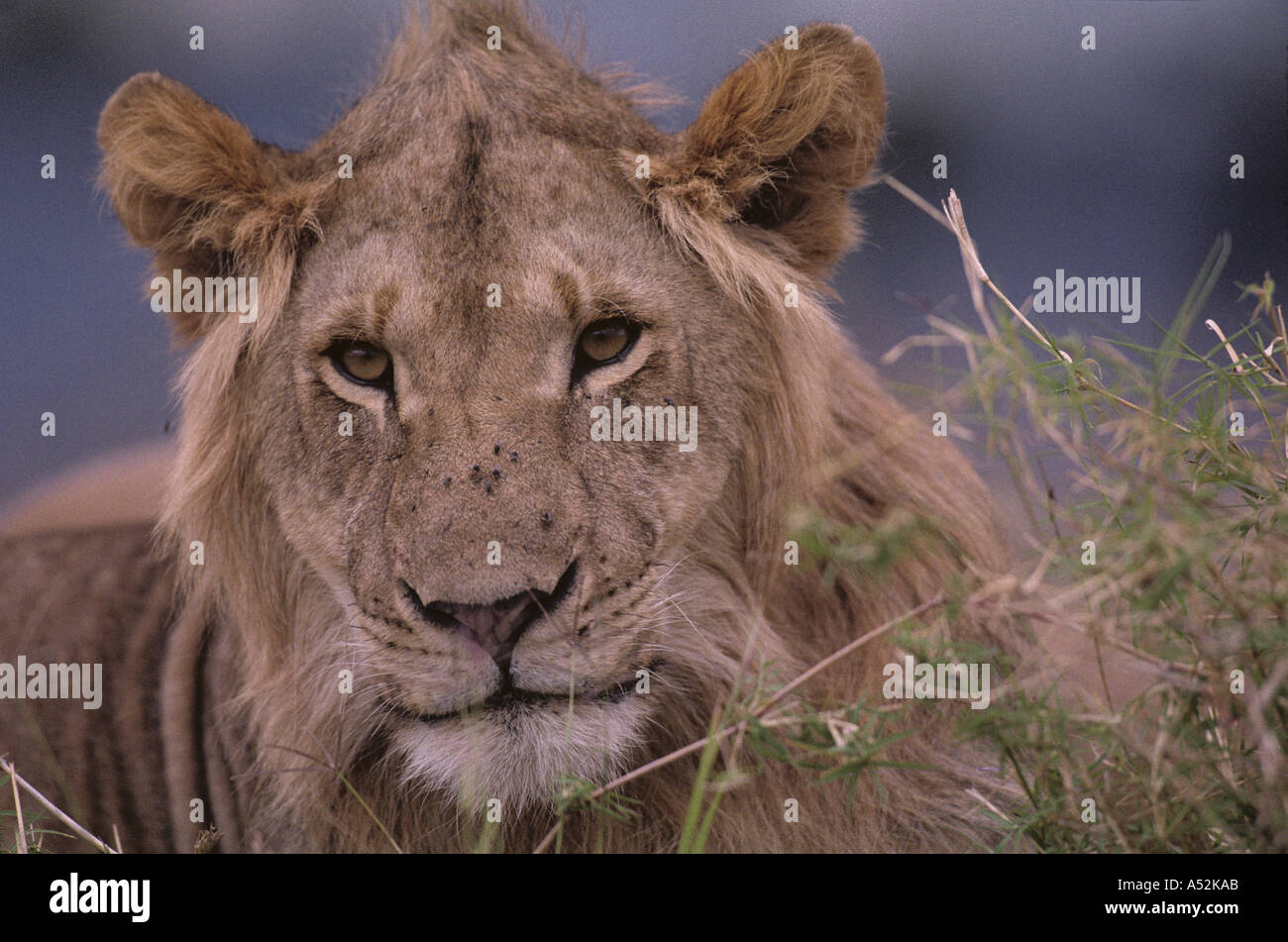 One year old lion hi-res stock photography and images - Alamy