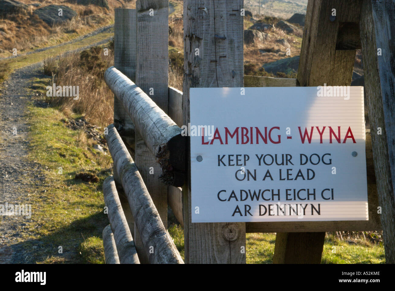Welsh Lambing Warning Sign Stock Photo - Alamy