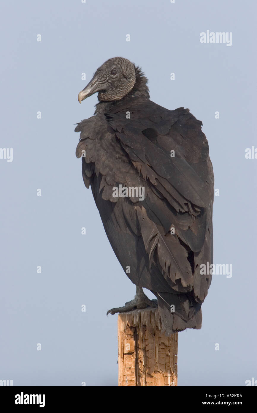 North american black hi-res stock photography and images - Alamy