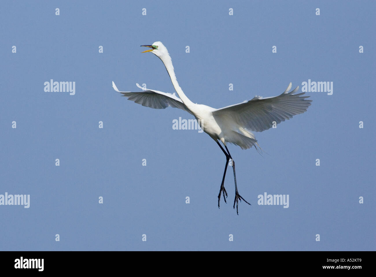 Great Egret in flight calling Stock Photo - Alamy
