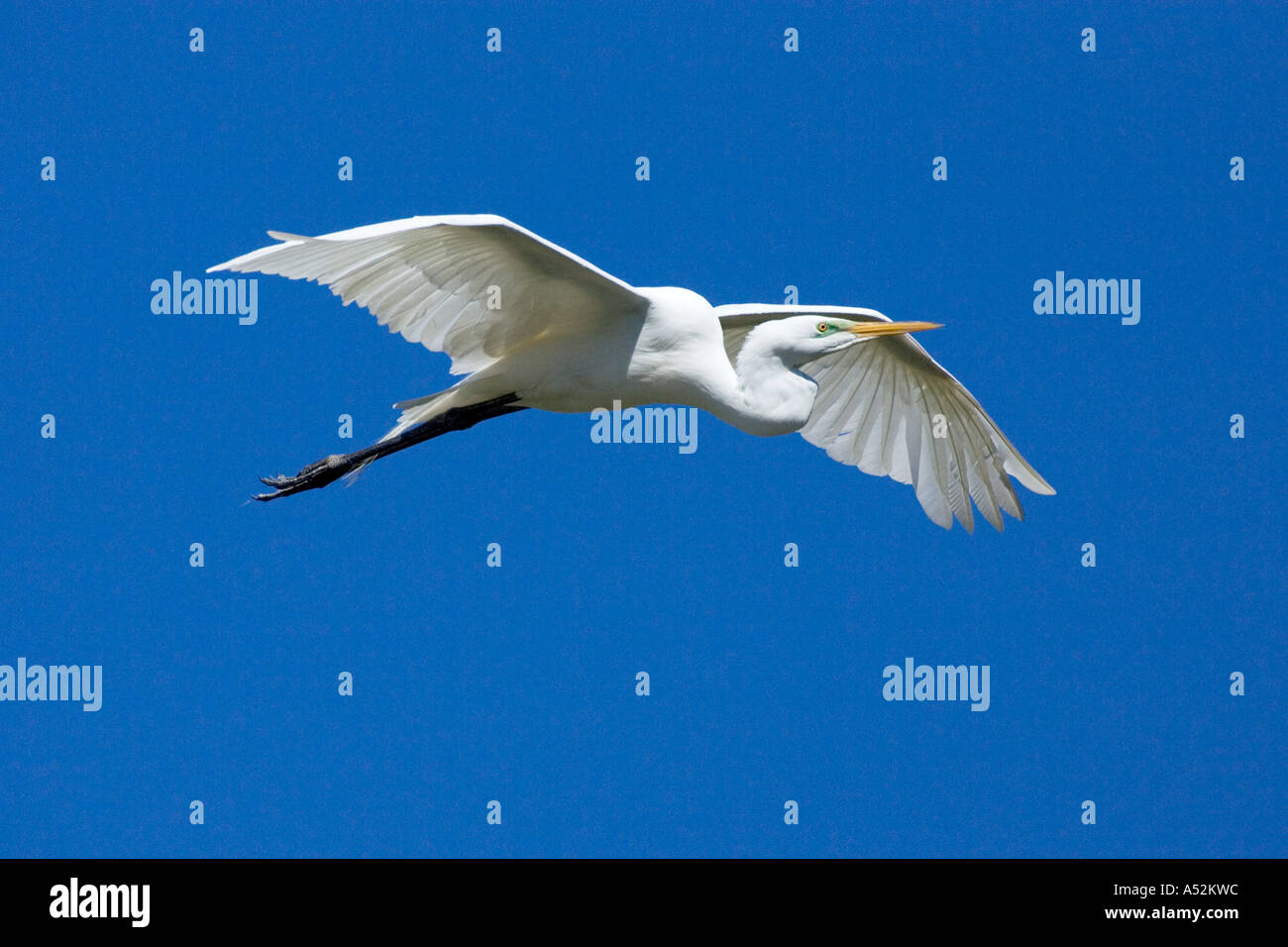 Great Egret in flight Stock Photo - Alamy