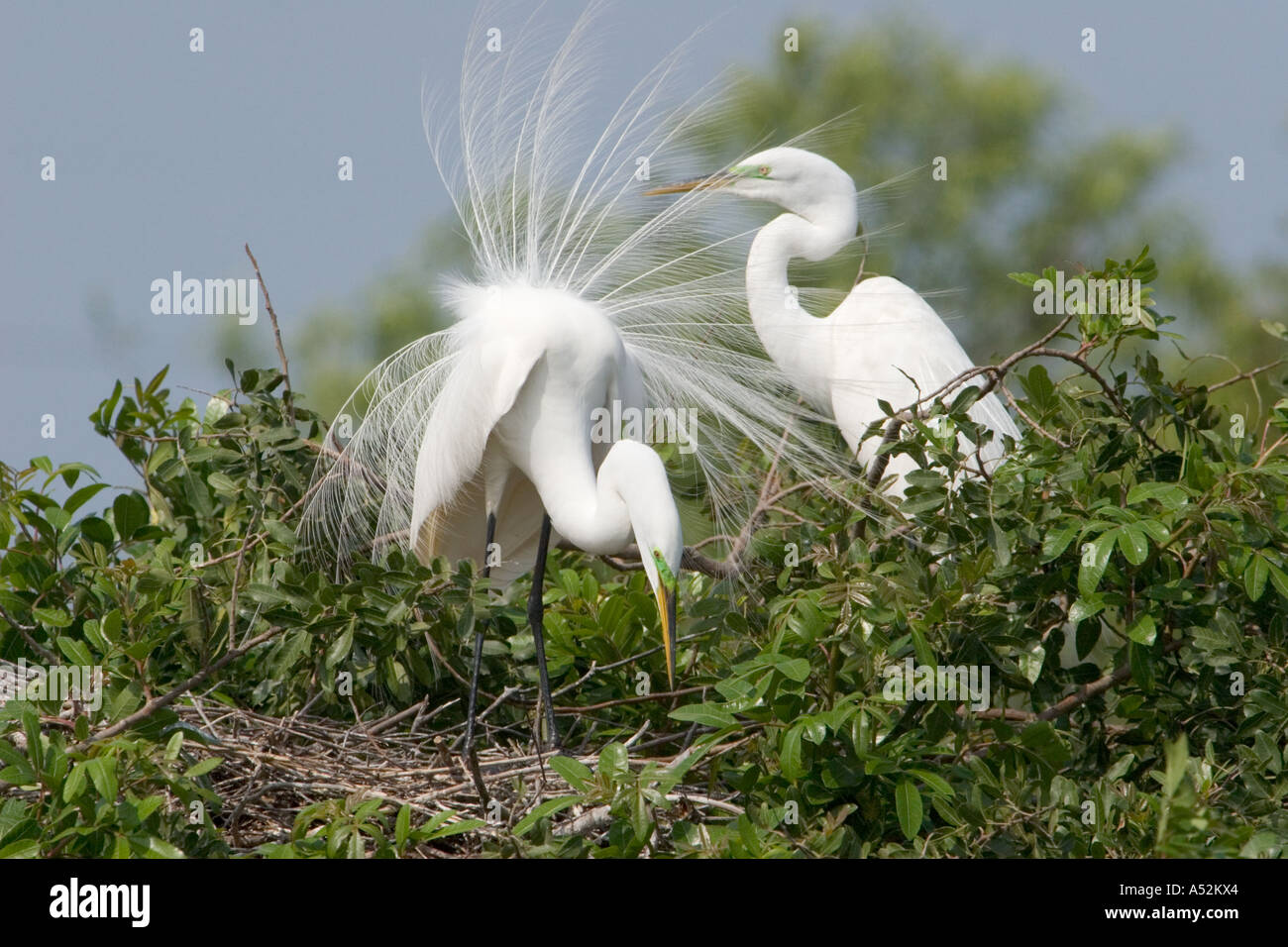 Great Egret pair on nest displaying Stock Photo - Alamy