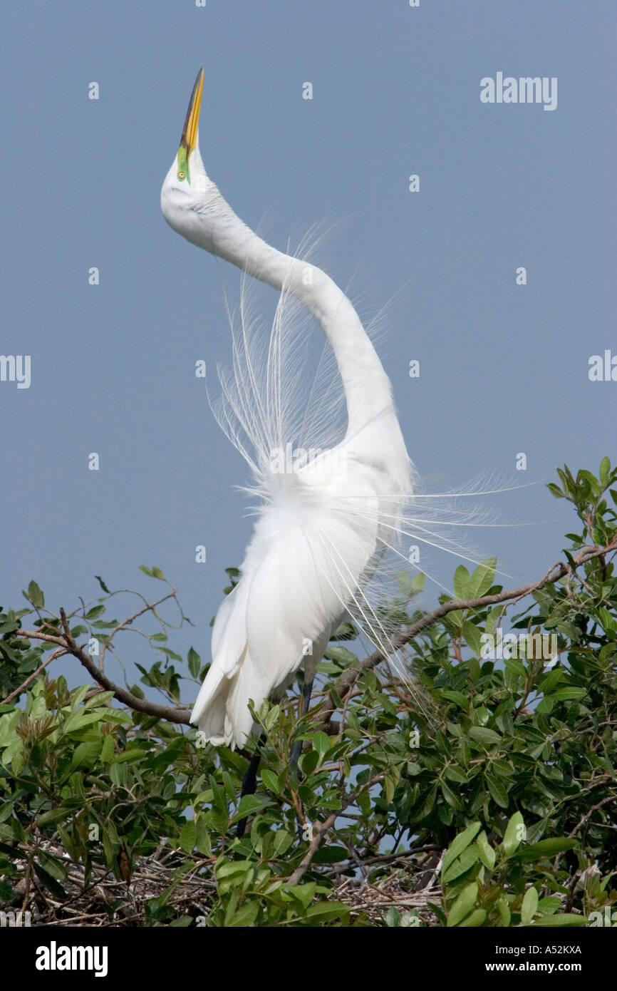 Great Egret on nest displaying Stock Photo - Alamy