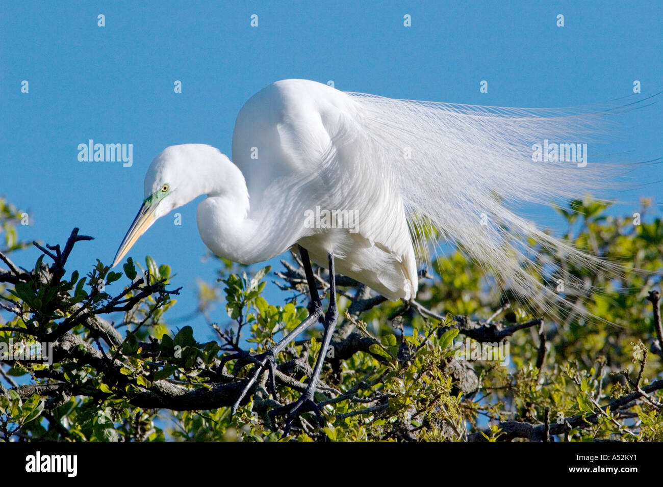 Great Egret in tree returning to nest Stock Photo - Alamy