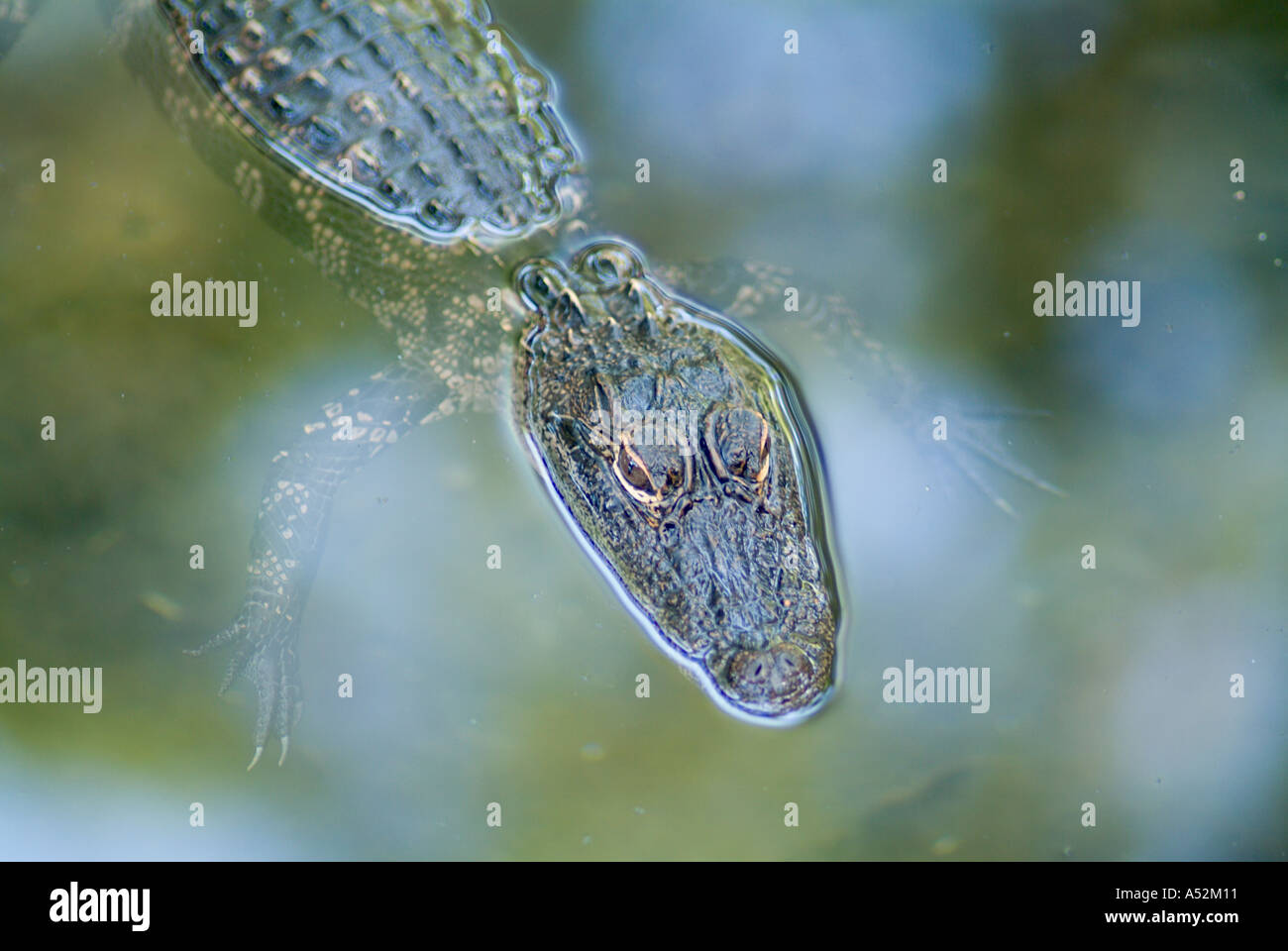 alligator baby juvenile American resting in water Stock Photo - Alamy