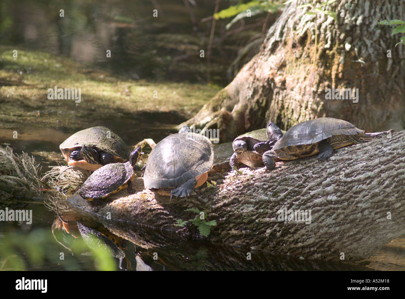 turtles on log sunning turtle river Florida Stock Photo - Alamy