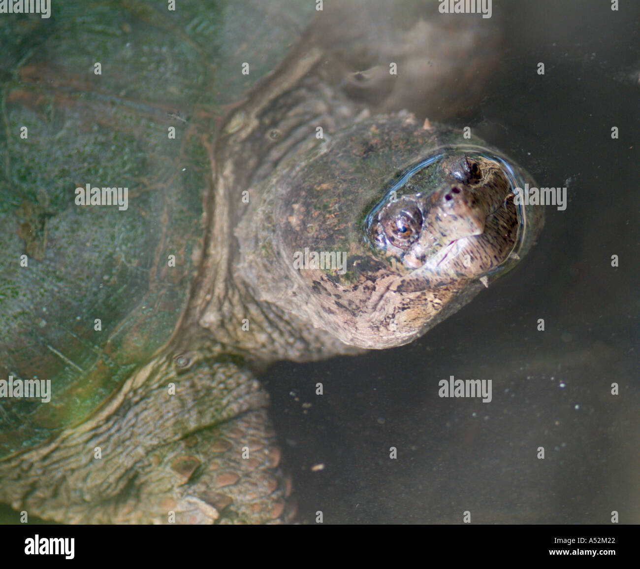 turtle face head Florida in water Stock Photo - Alamy