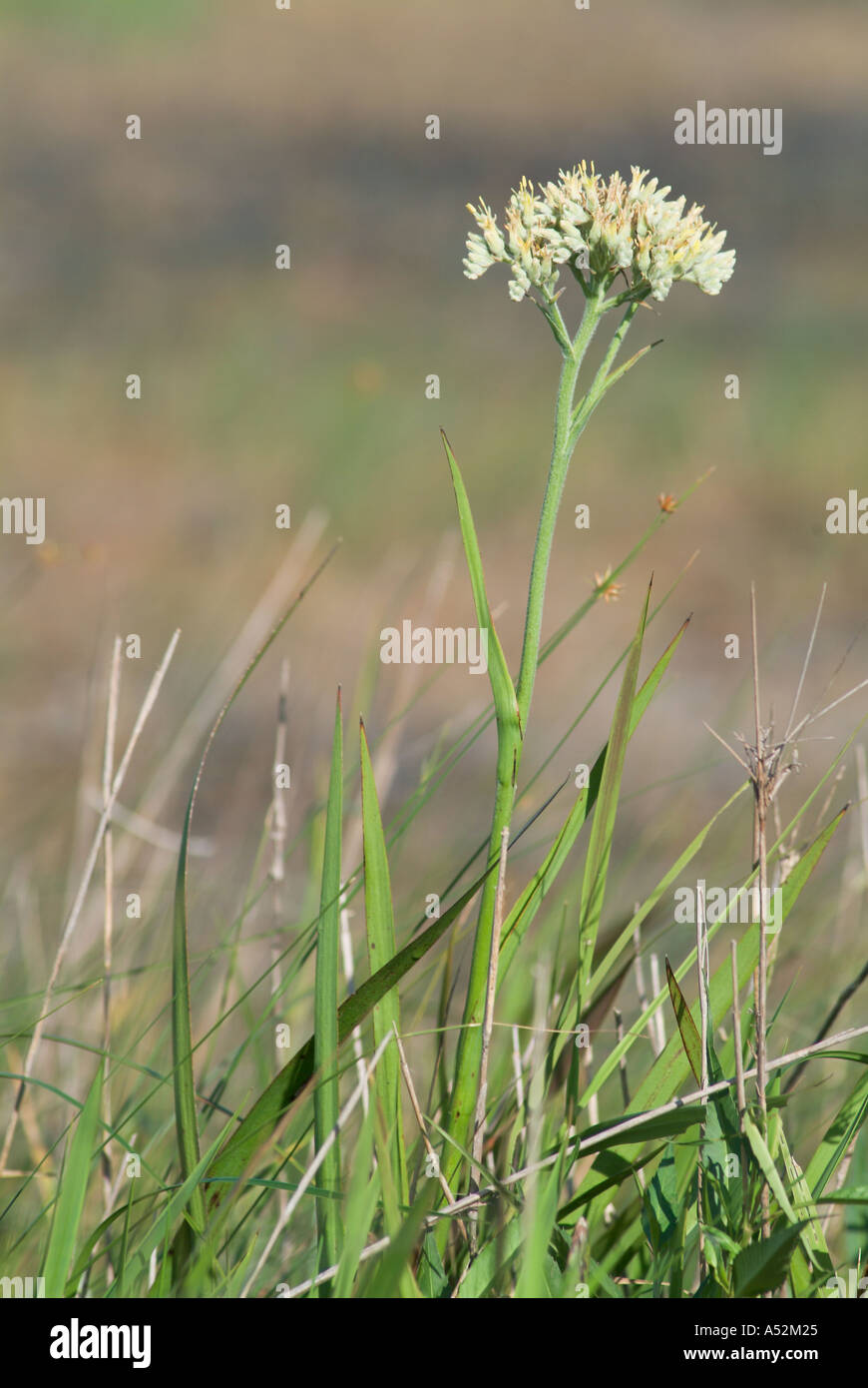 redroot Lachnanthes caroliniana red root wetland plants Stock Photo - Alamy