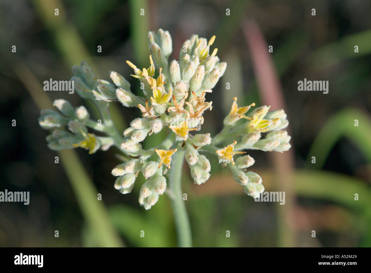 redroot Lachnanthes caroliniana red root wetland plants Stock Photo - Alamy