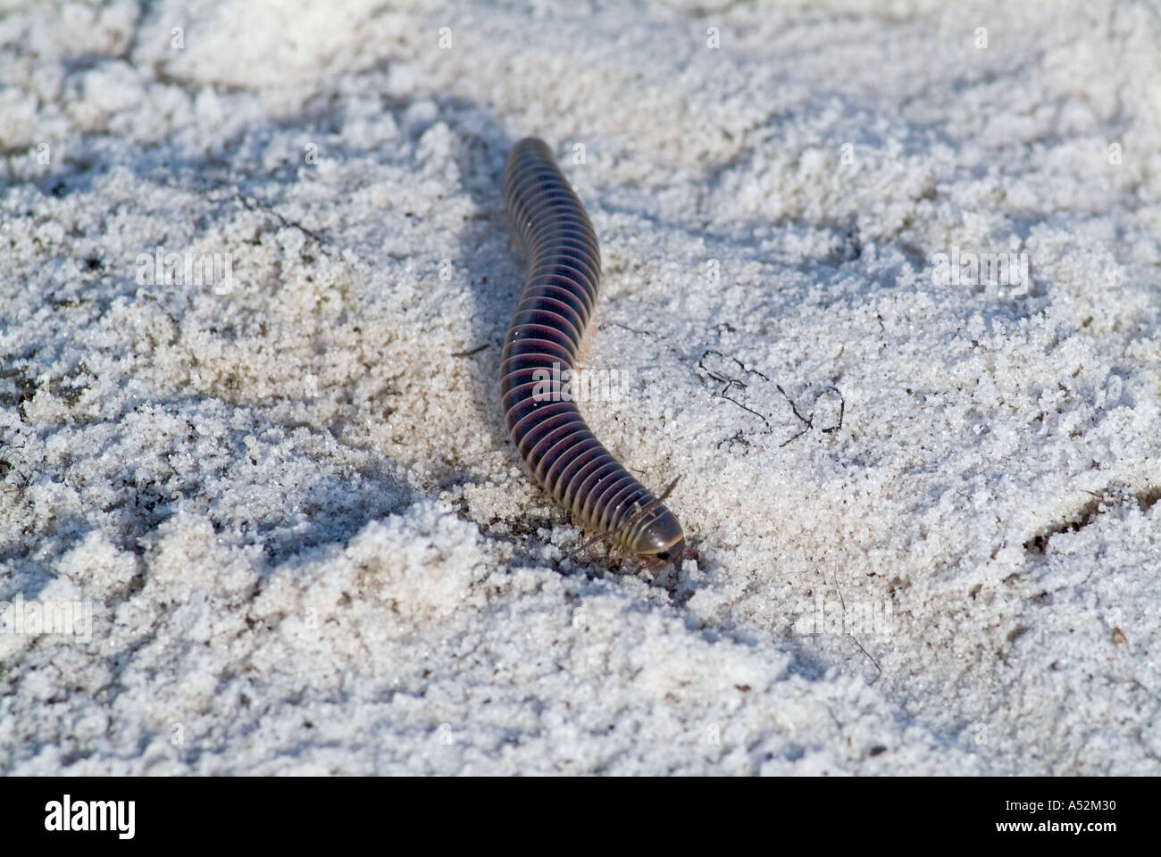 millipede millipedes Narceus class bugs segments segmented Stock Photo ...