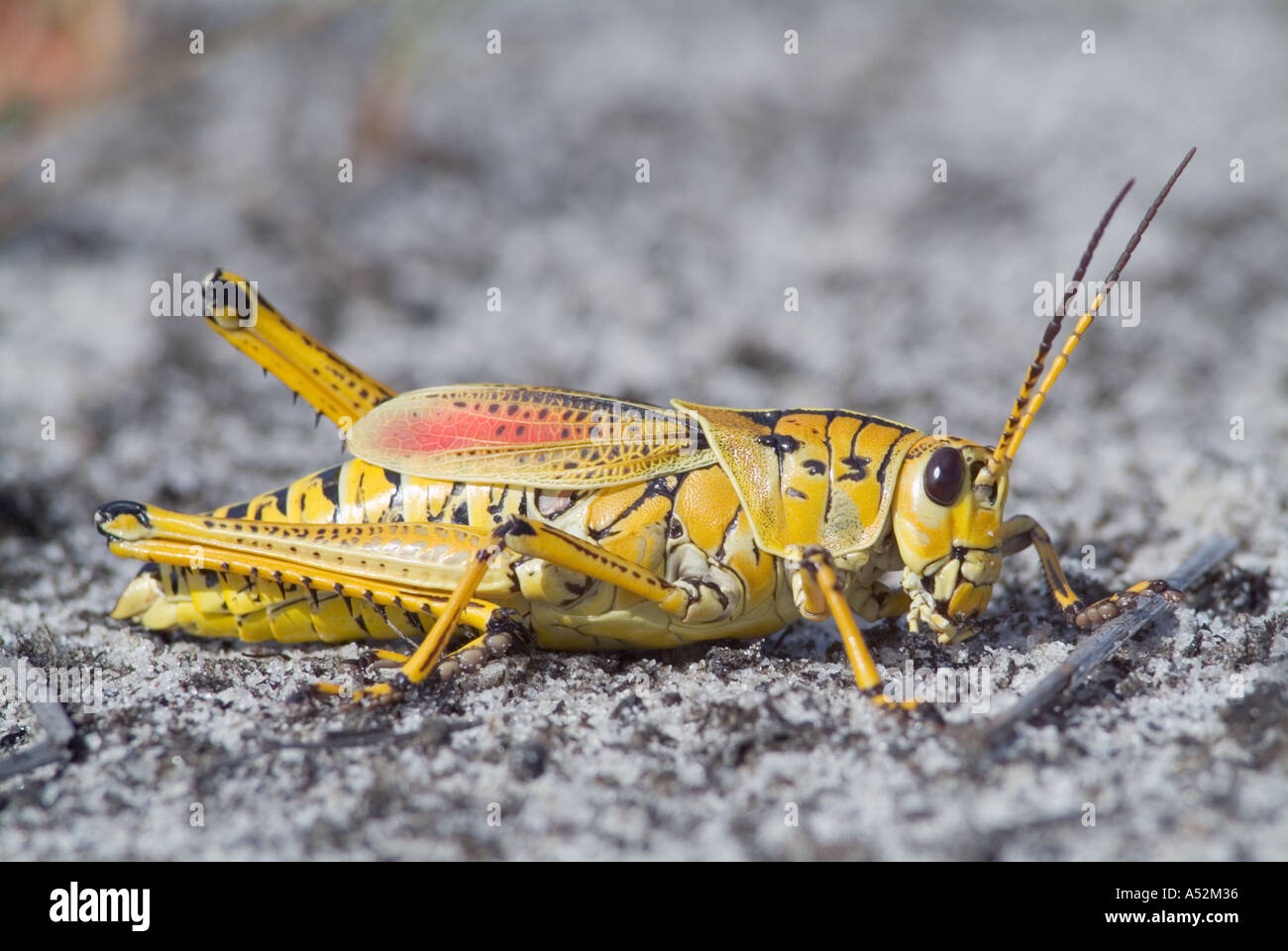 Southeastern lubber grasshopper Romalea microptera insects bugs ...