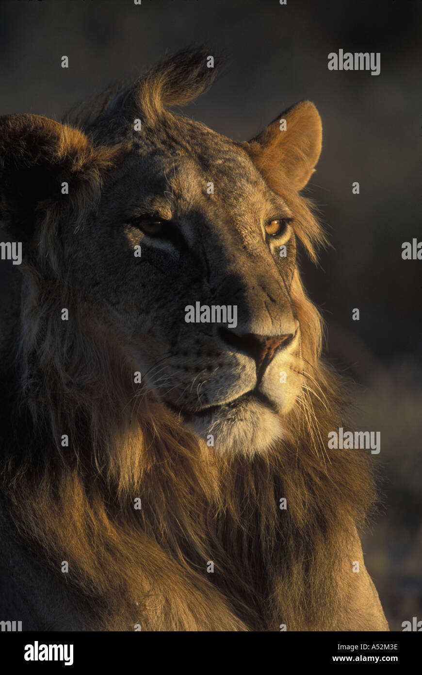 Right side profile lion head hi-res stock photography and images - Alamy