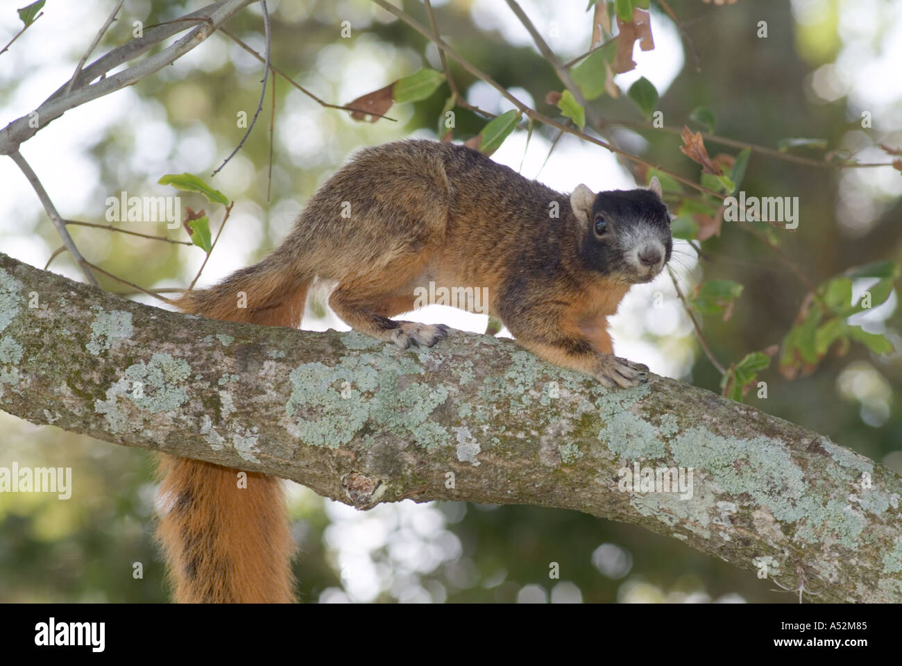 Fox Squirrel Sciurus niger in tree mammals squirrels Stock Photo - Alamy