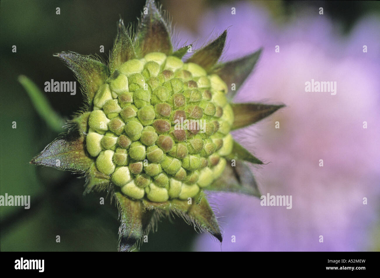 Scabious seed head hi-res stock photography and images - Alamy