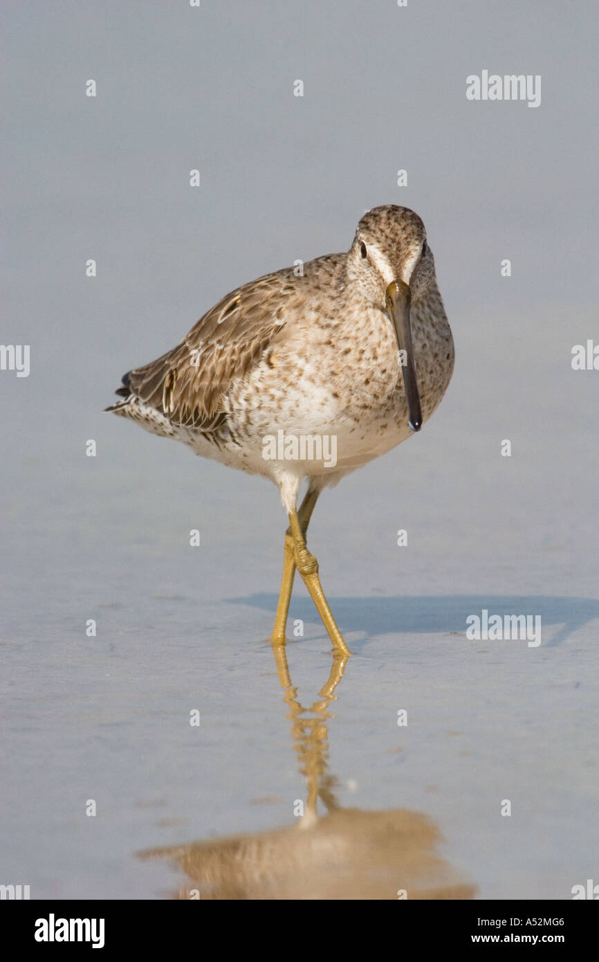 Short billed Dowitcher in water Stock Photo - Alamy
