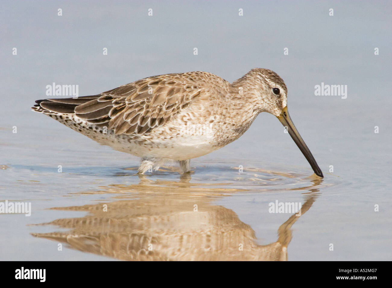 Short billed Dowitcher in water feeding Stock Photo - Alamy