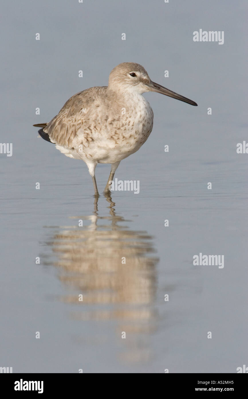 Willet wading in the sea hi-res stock photography and images - Alamy