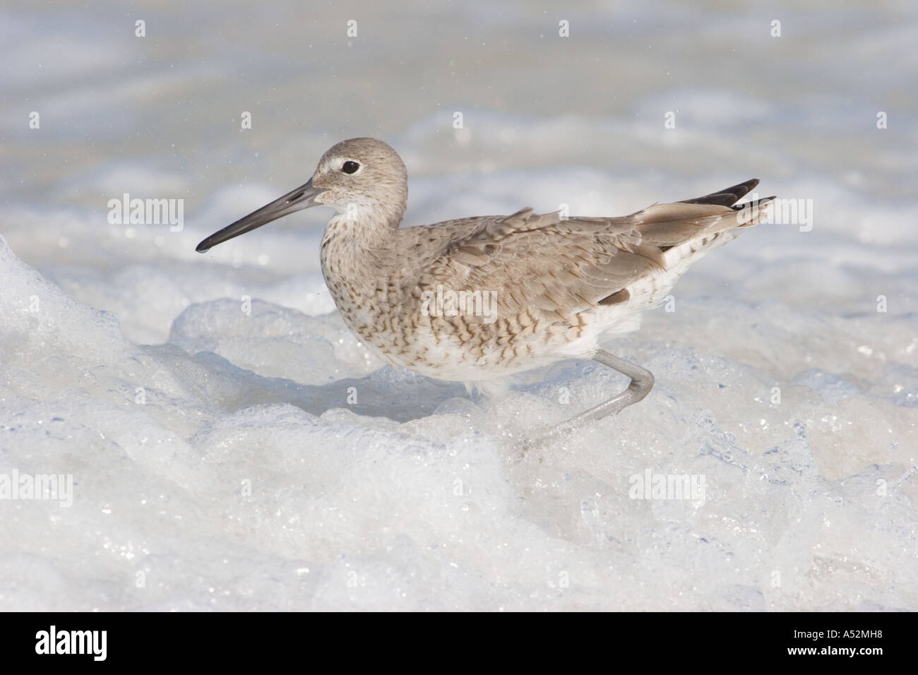 Willet in surf hi-res stock photography and images - Alamy