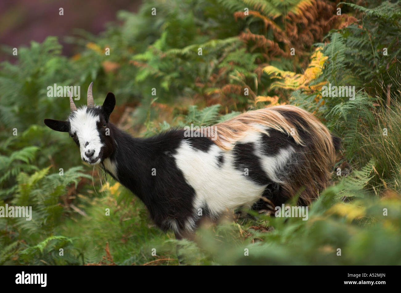 Feral goat (Capra hircus Stock Photo - Alamy