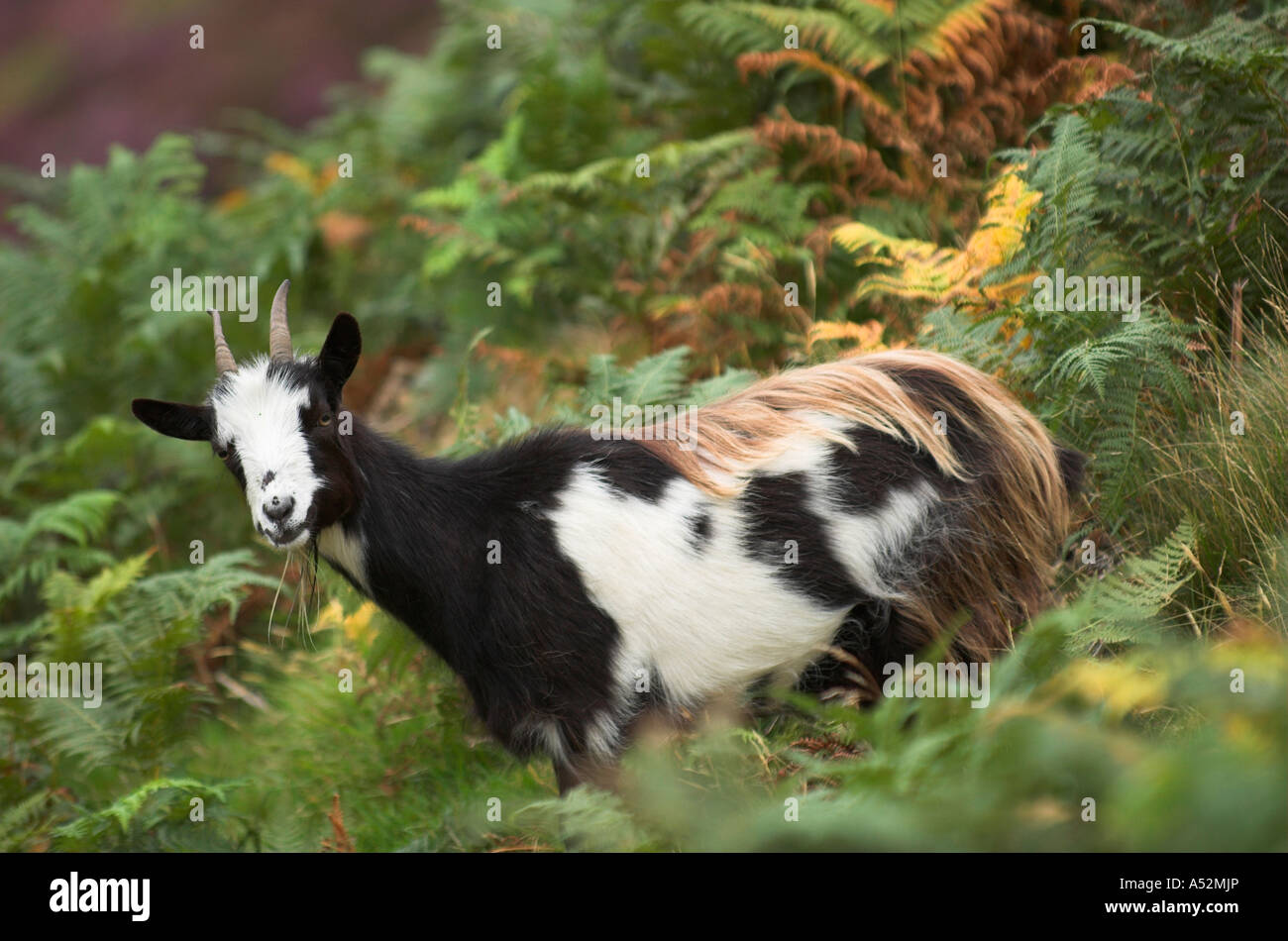 Feral goats (Capra hircus Stock Photo - Alamy